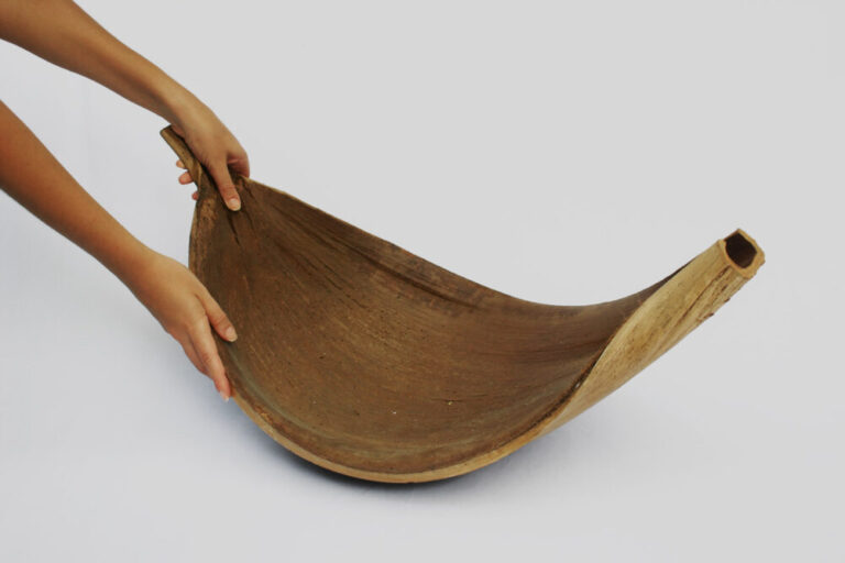 Spathe of Palm Tree - Objects of the Forest