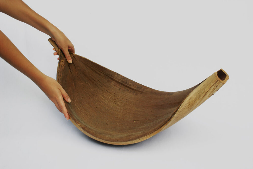 Spathe of Palm Tree - Objects of the Forest