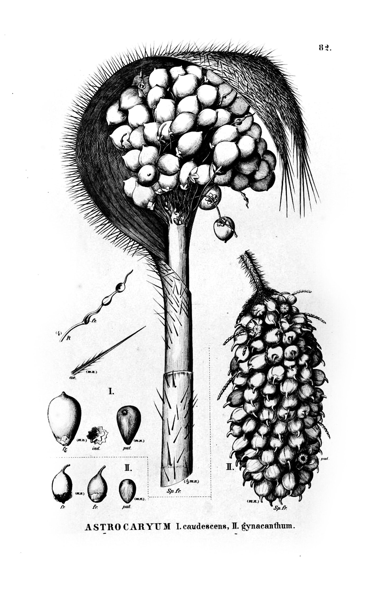 Spathe of Palm Tree - Objects of the Forest