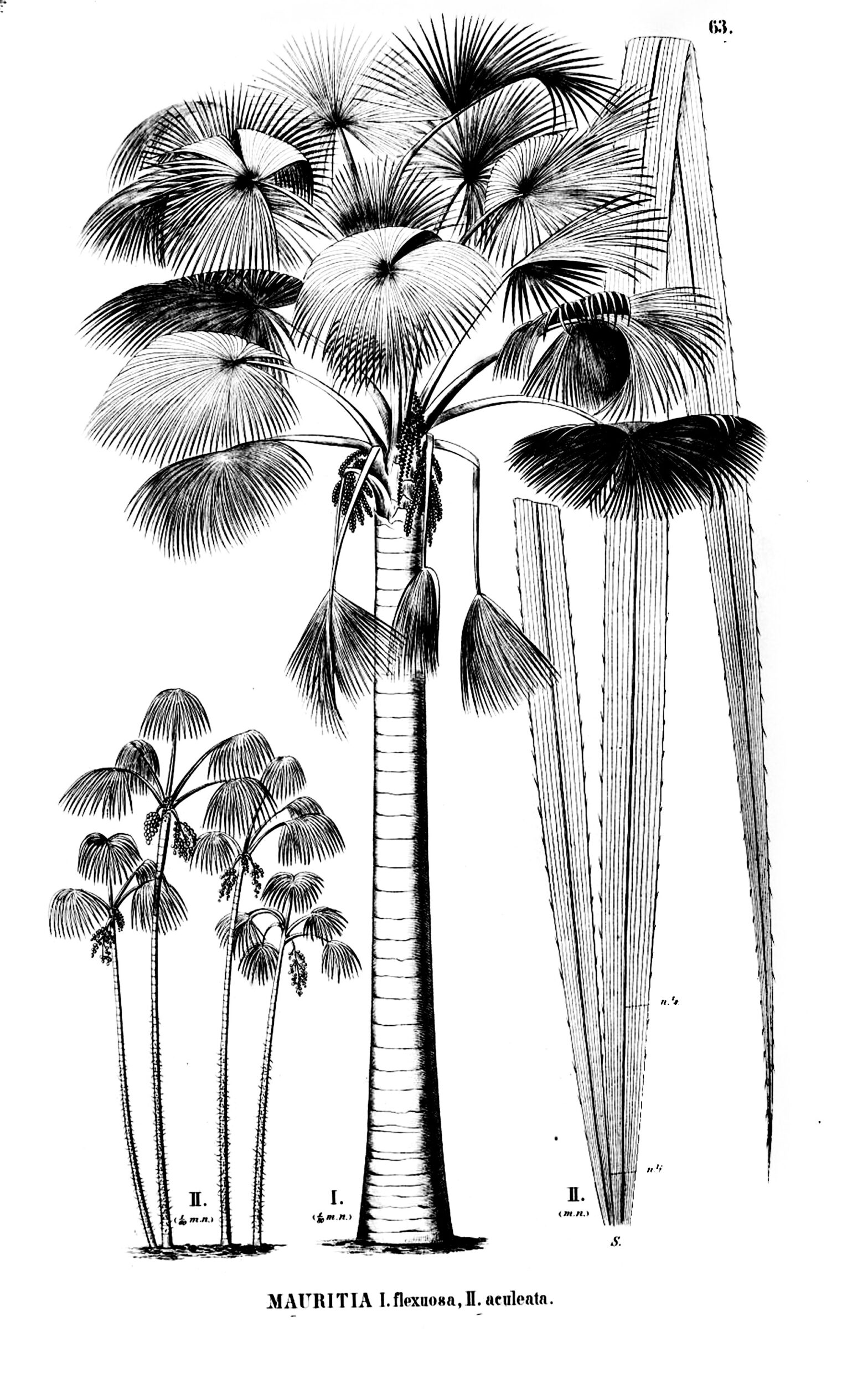 Miriti Toys - Objects of the Forest