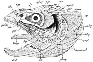 Pirarucu’s Tongue - Objects of the Forest