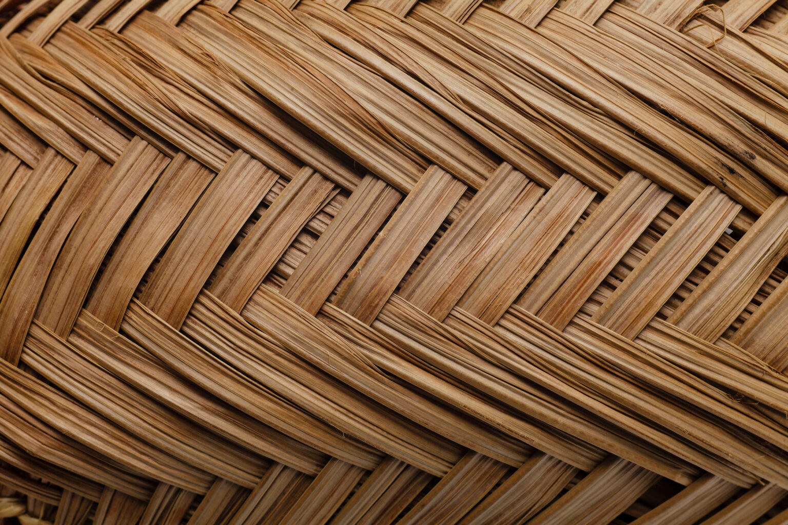 Exploring the Amazon Rainforest through Information Visualizations